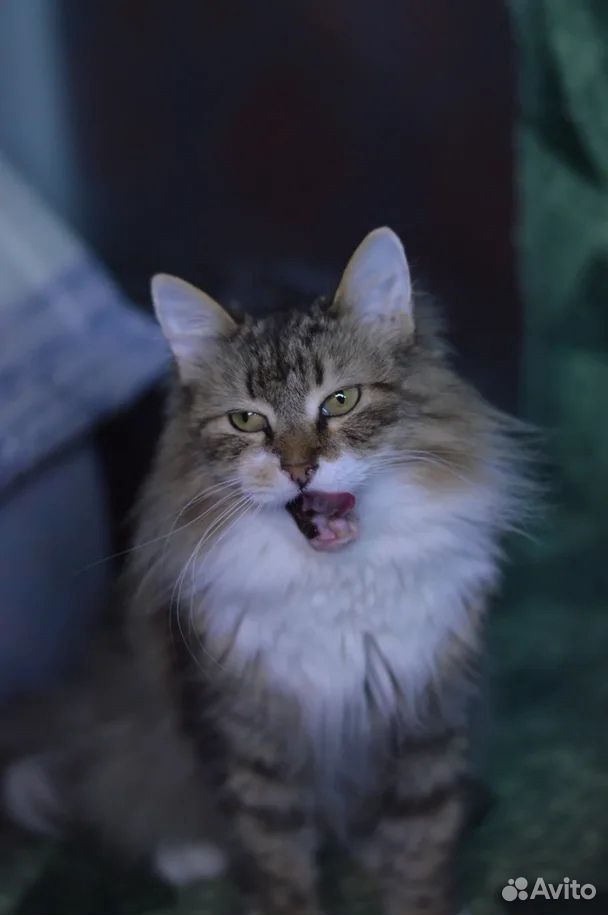 Кошка Шеба ищет дом