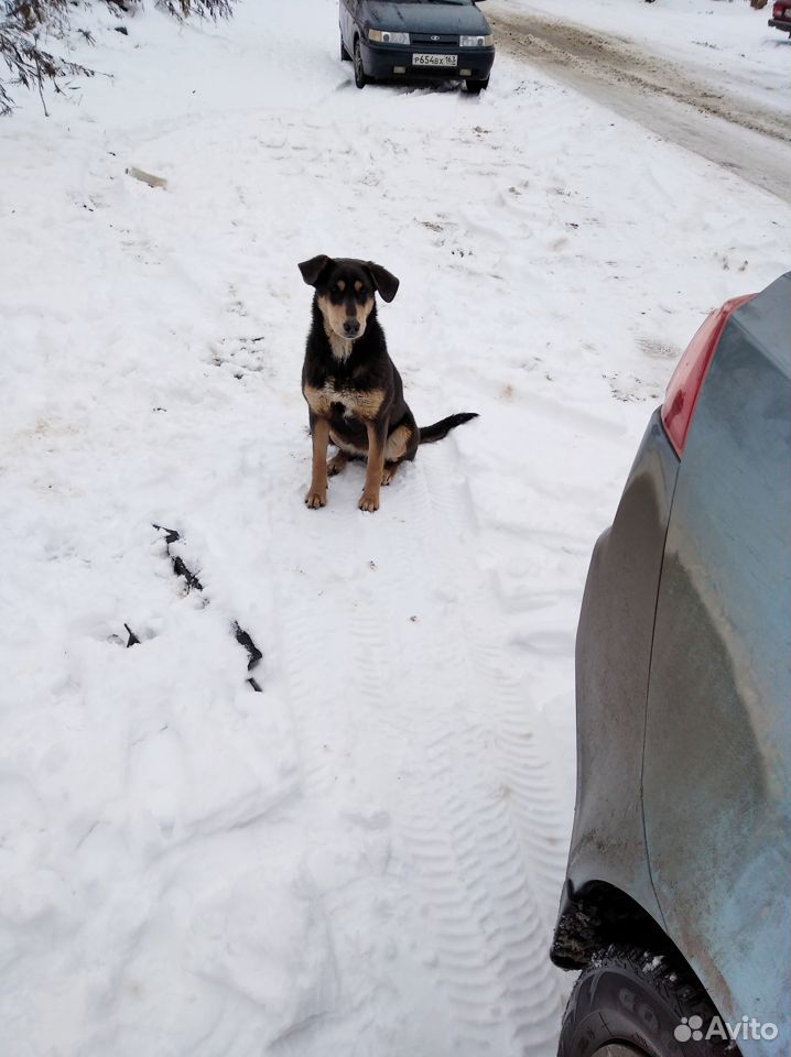 Щенок дымка в добрые руки