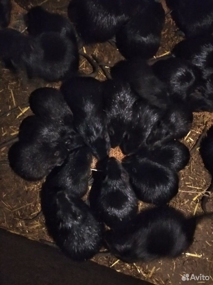 Нутрии Оптом