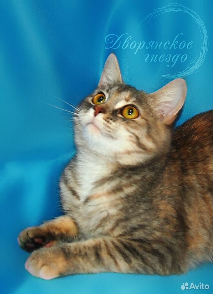 Котёнок Любава