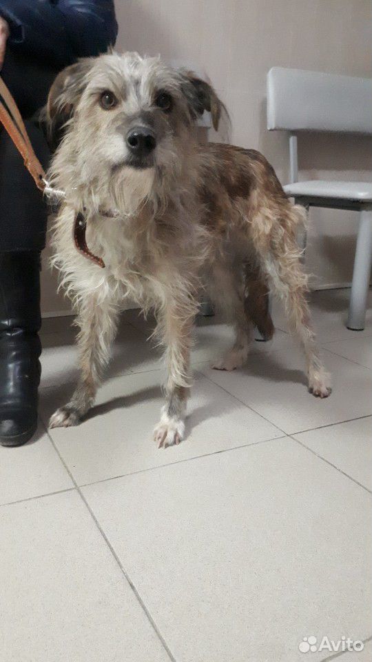 Олива в добрые руки