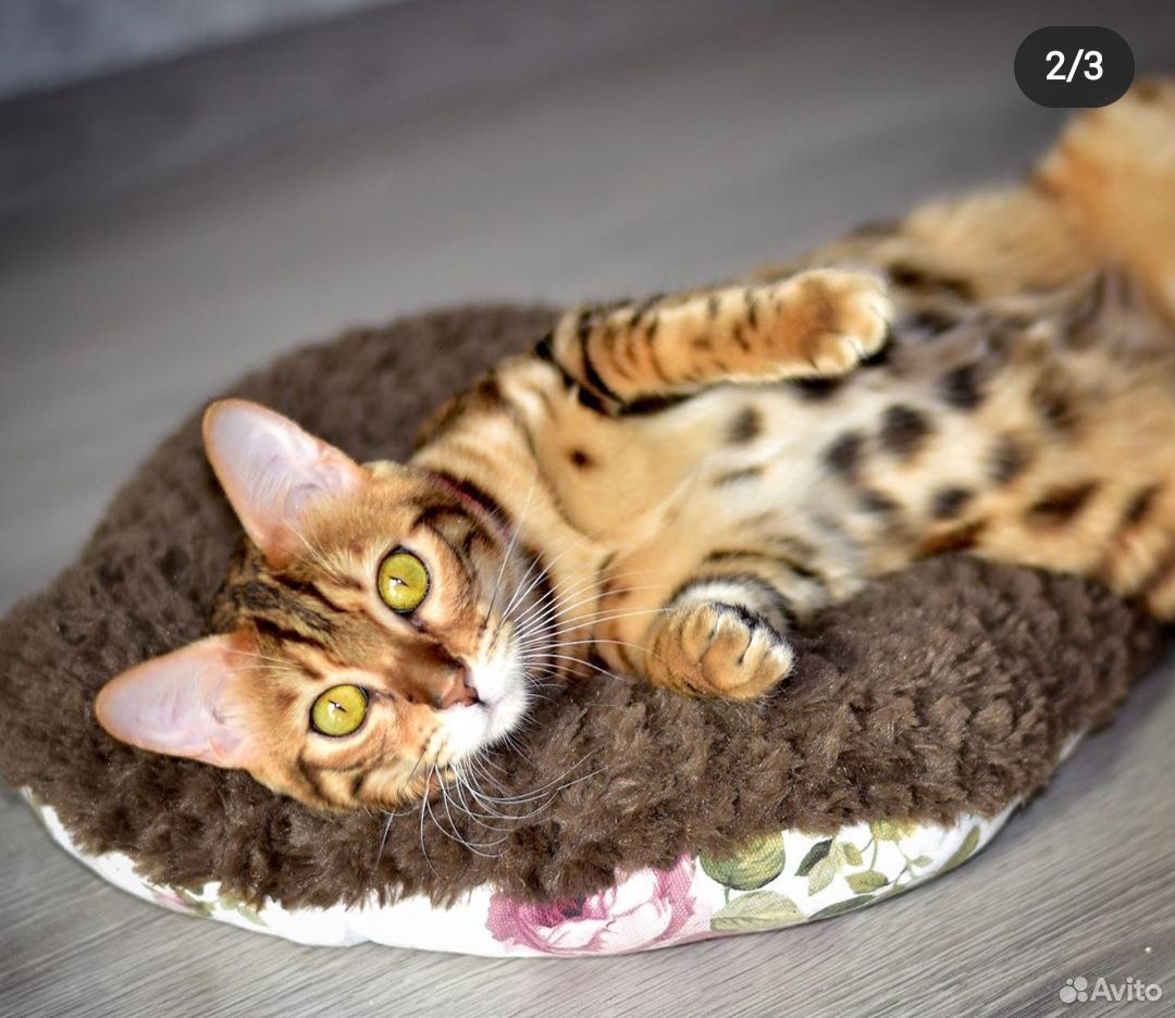 Шикарные контактные бенгалы из питомника