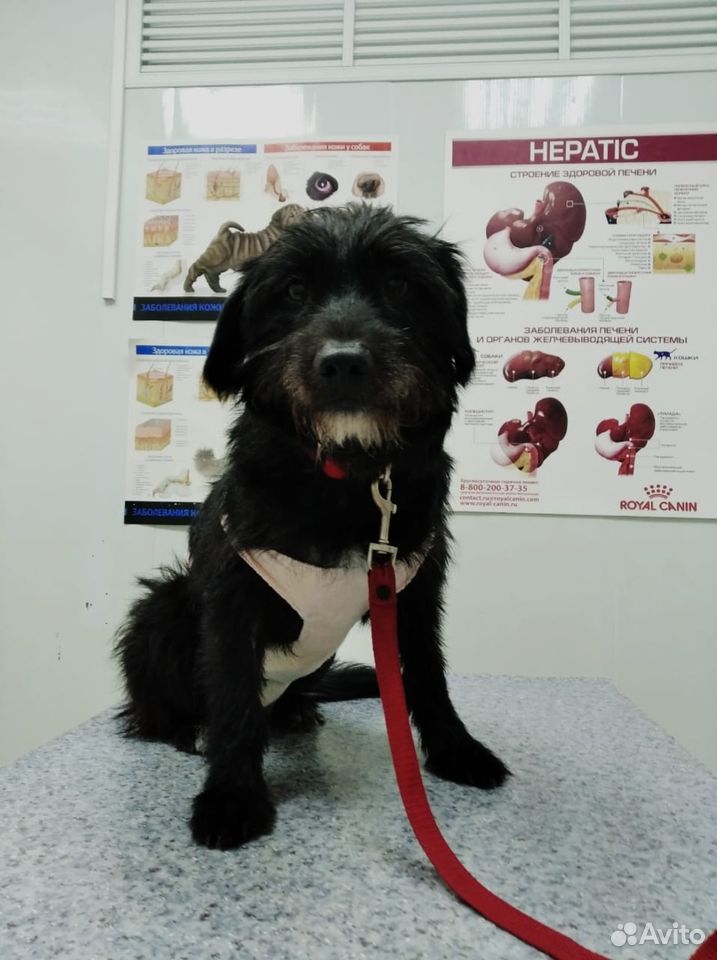 Ищет дом не крупная собачка Глаша