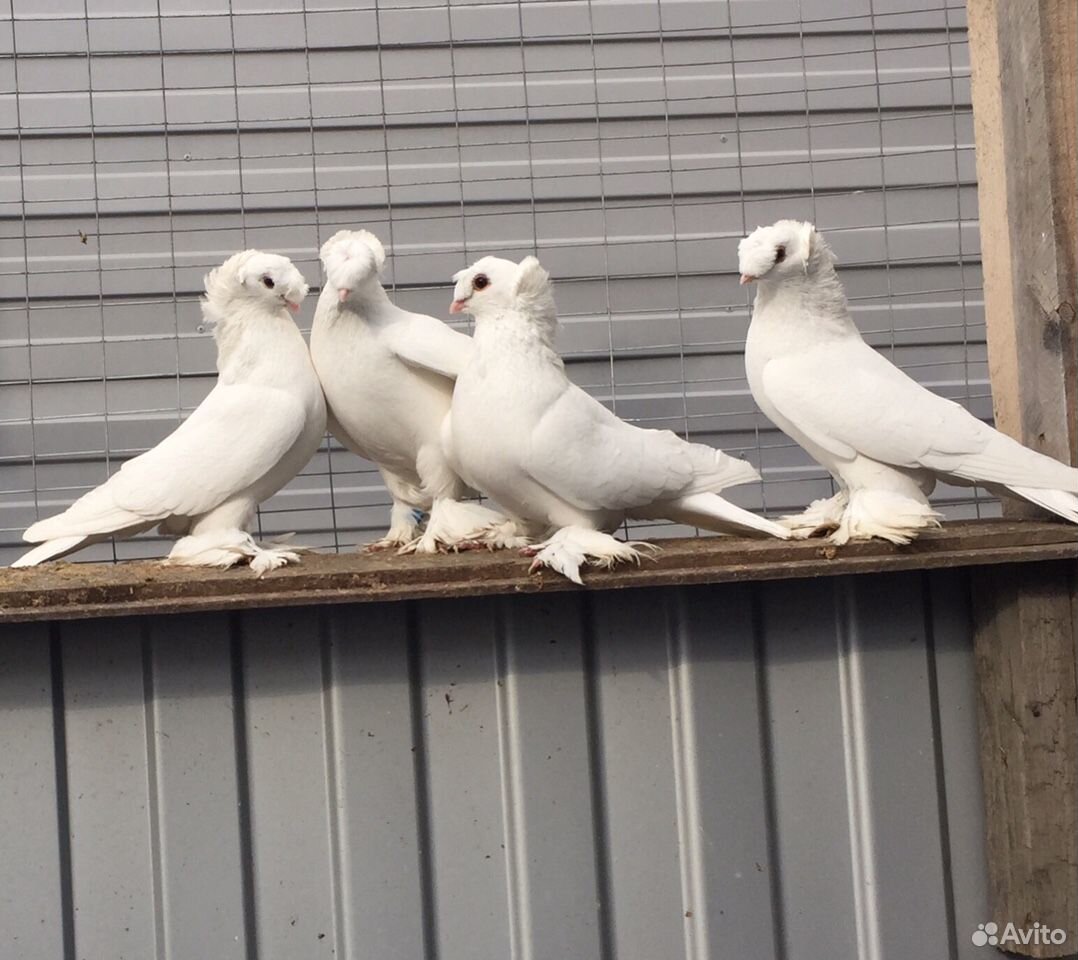 Благодарненские Двухчубые Белые Голуби