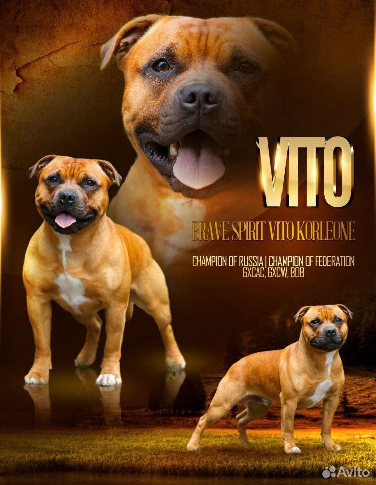 Белые мальчики стаффордширского бультерьера