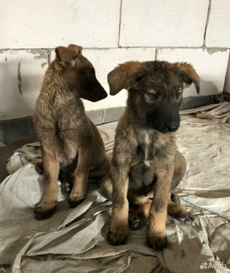 Щенки в добрые руки