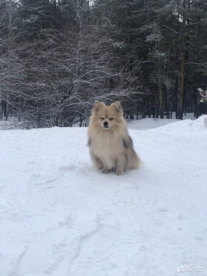 Шпиц Вязка кабель