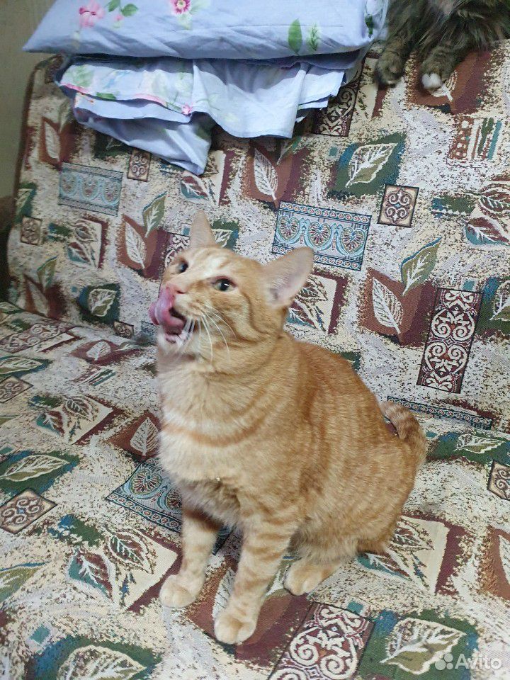 Кот ищет дом