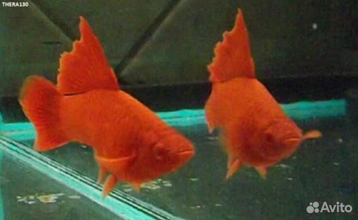 Меченосци, моллинезии, донио гло