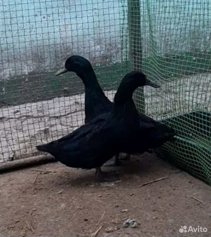 Утка Каюга пара