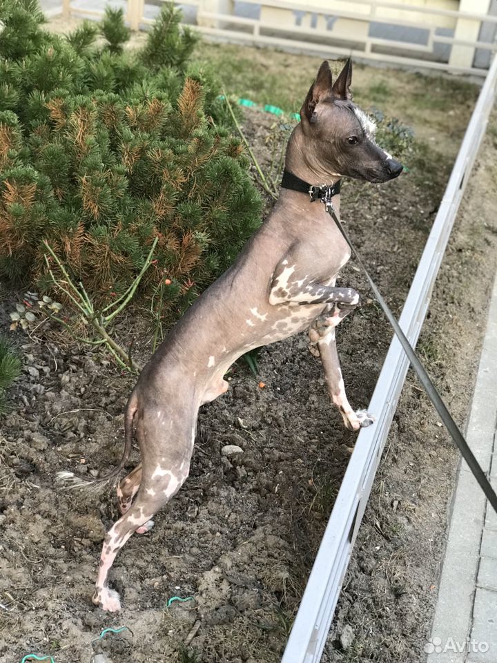 Ксолоицкуинтли. Вязка