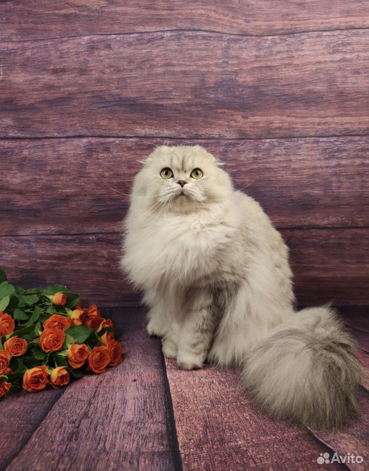 Чудесная подрощенная кошечка хайленд фолд ждёт сво