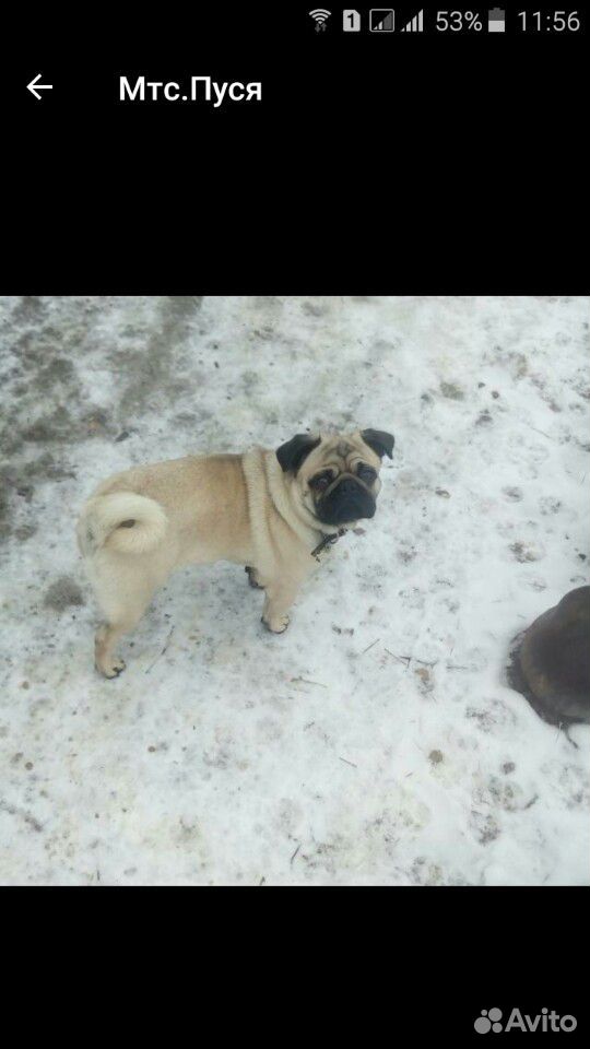 Вязка Красавчик 2ва года Мопсик