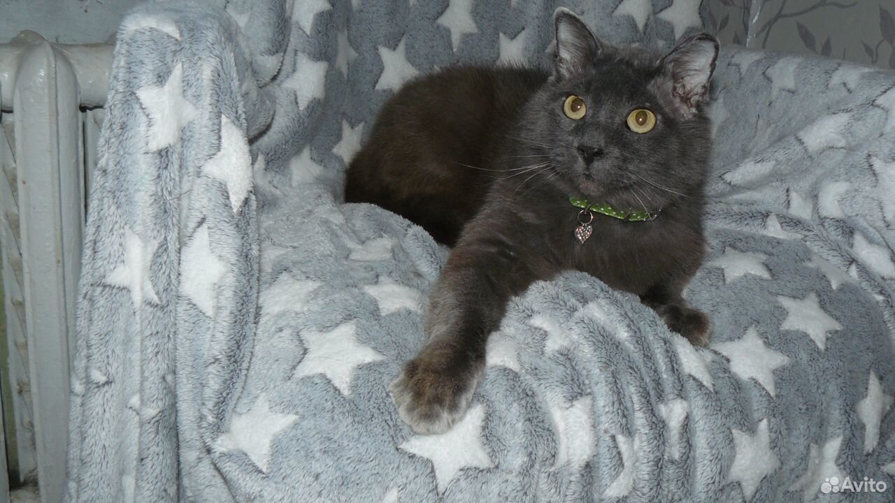 Котик Честер, ищет дом