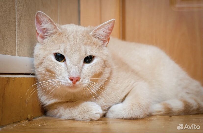 Кошка бежевого цвета в добрые руки