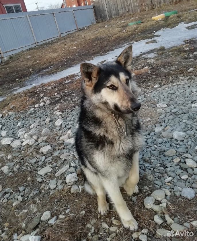 Собака девочка бесплатно