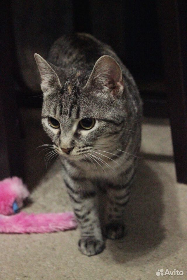 Кошечка, 8 месяцев