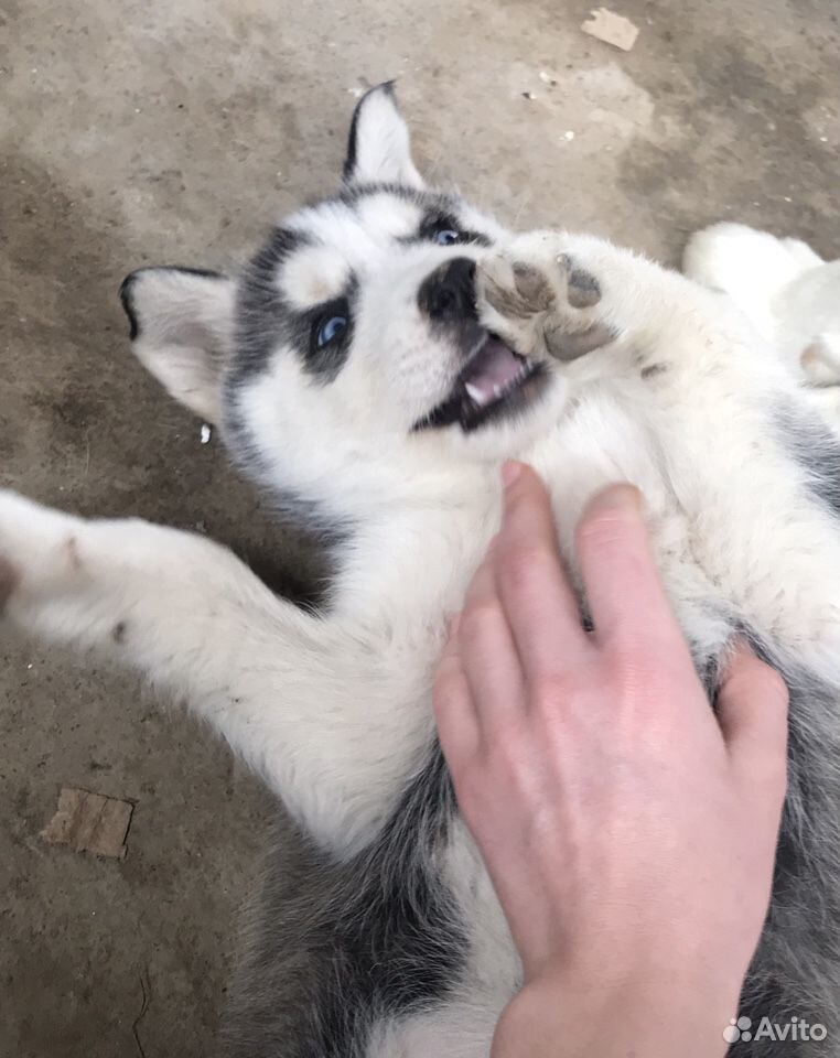 Сибирский хаски