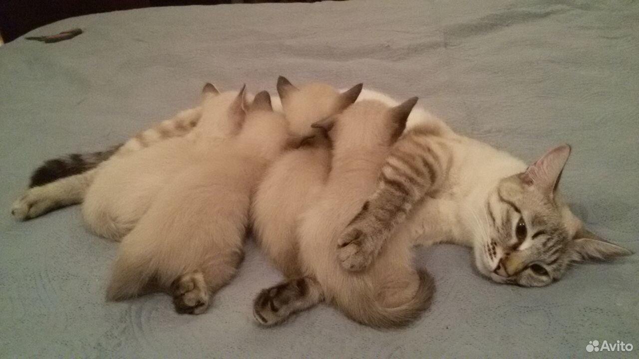 Жизнерадостные тайские котята