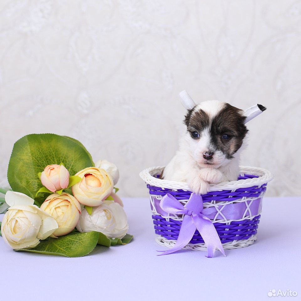 Хохлатка пуховочка