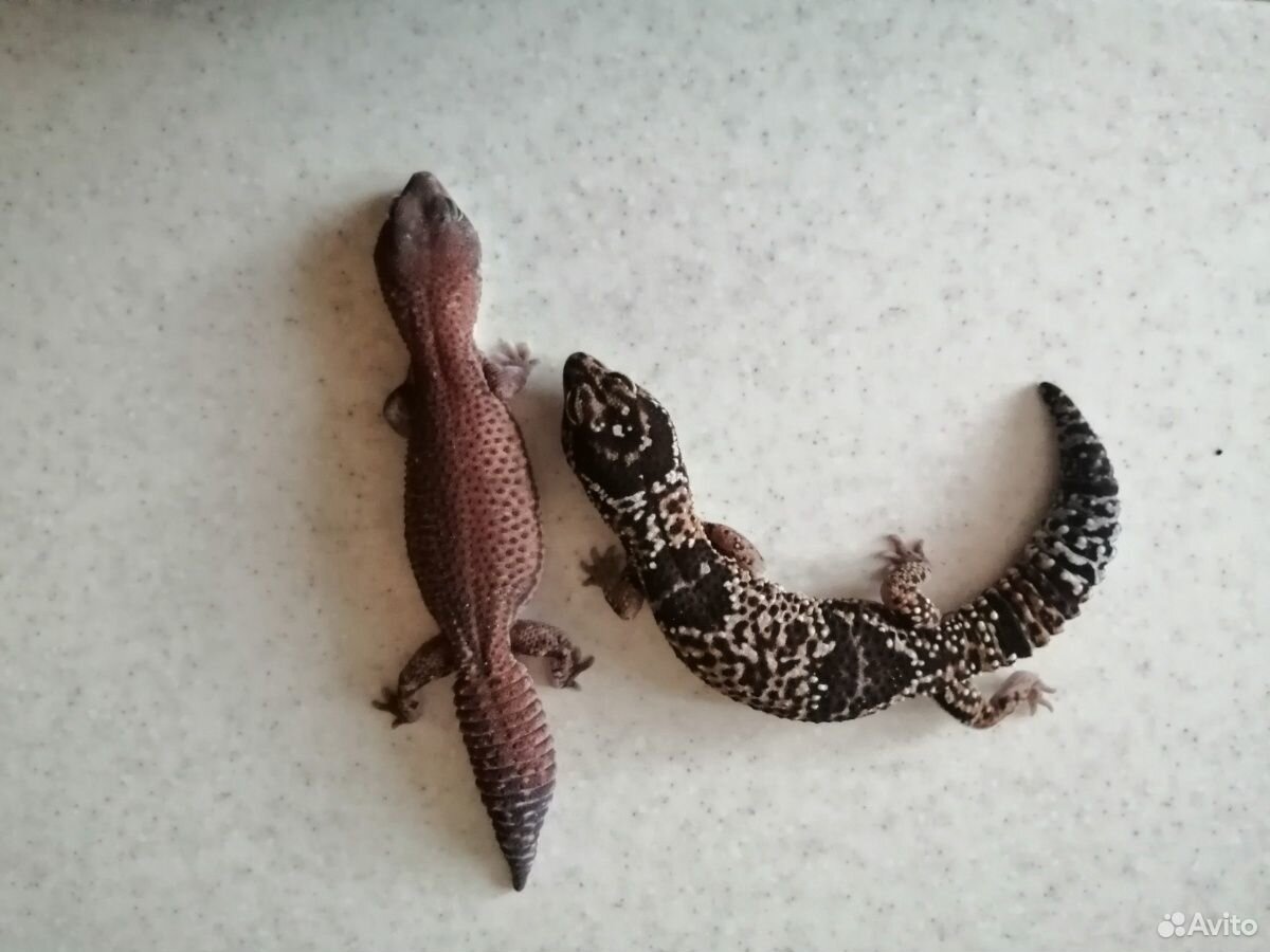 Гемитекониксы