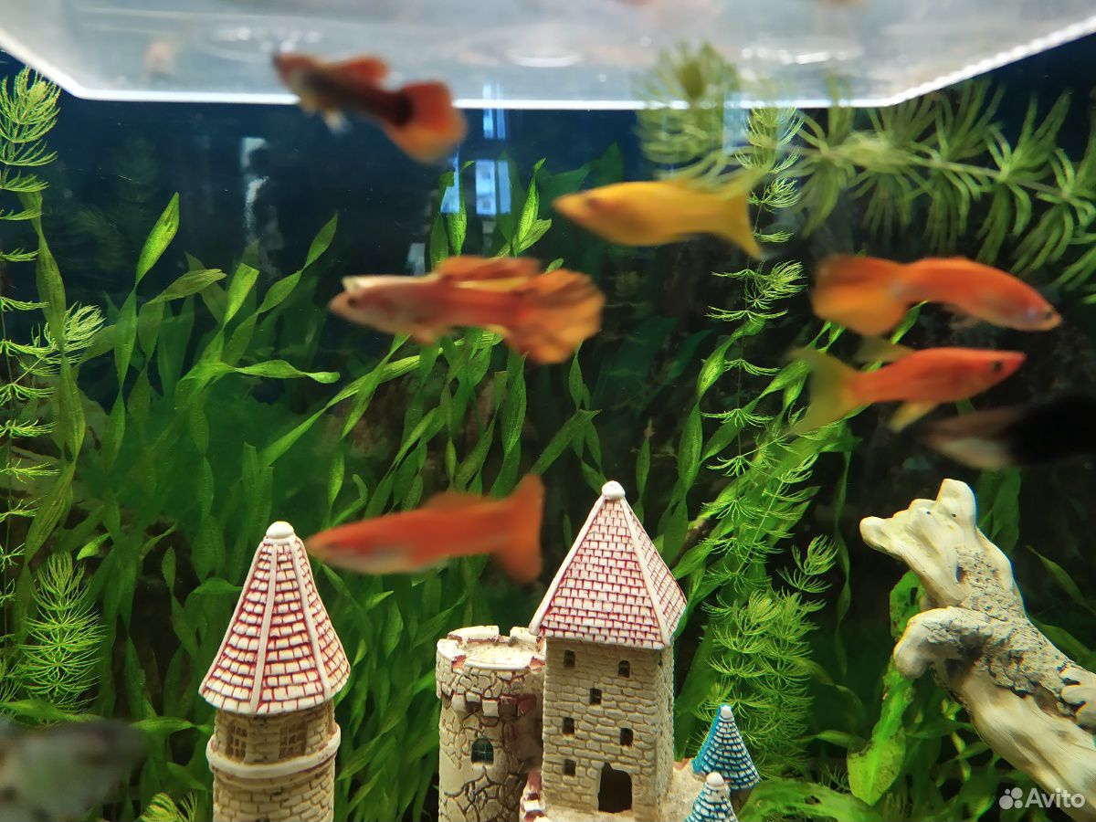 Рыбки.гуппи.меченосцы