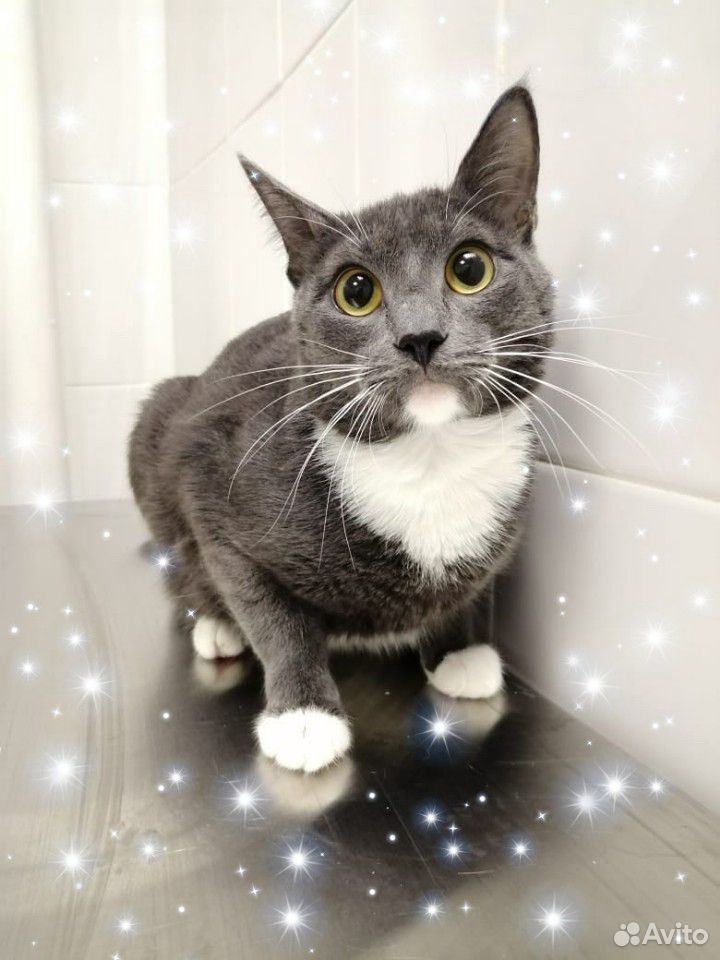 Серо-белый котенок дымок (кот)