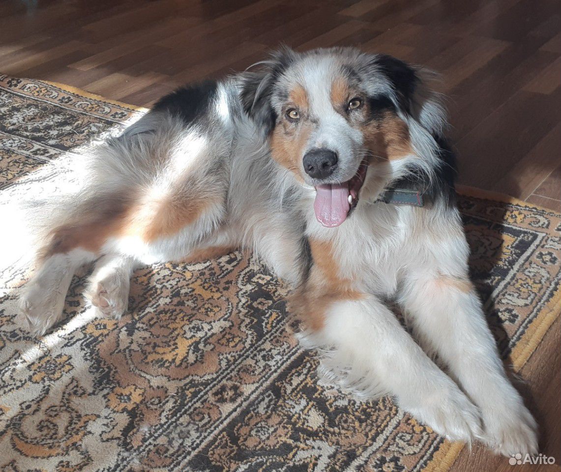 Вязка австралийская овчарка (аусси)