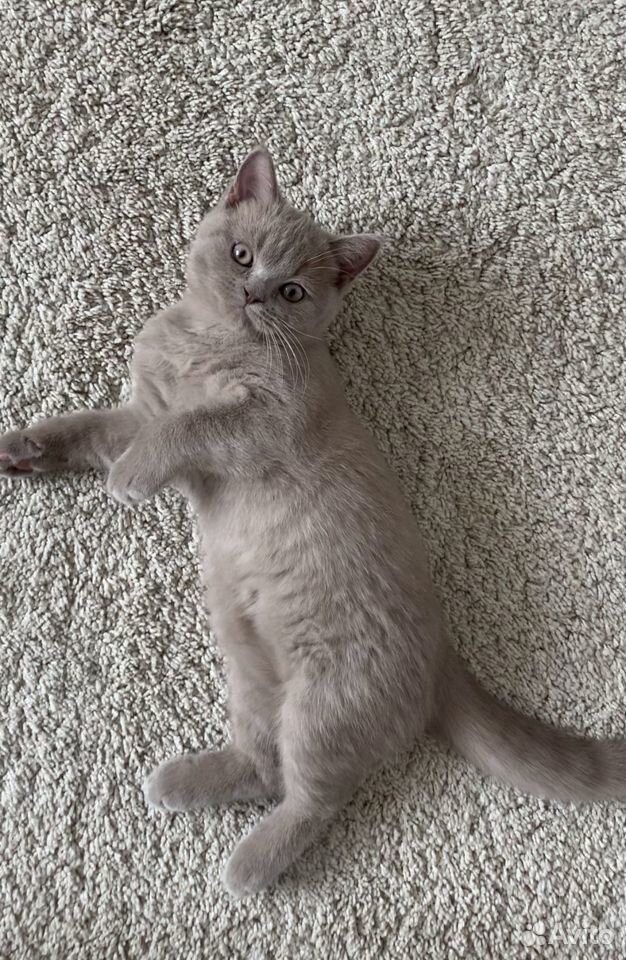 Британский лиловый котенок