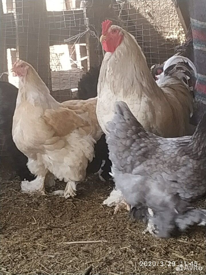 Петухи и куры породы брама