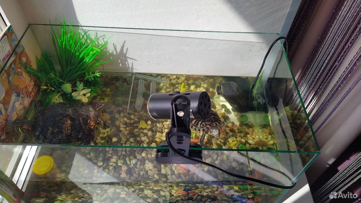 2 красноухих черепахи, аквариум, фильтр, лампа