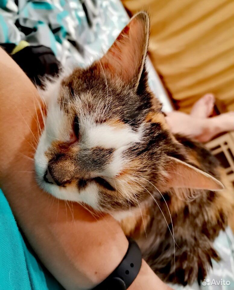 Кошка 2.5 года