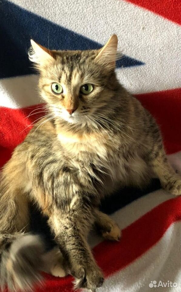 В добрые руки