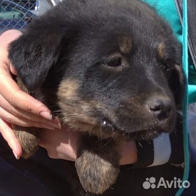 Щеночек в добрые руки