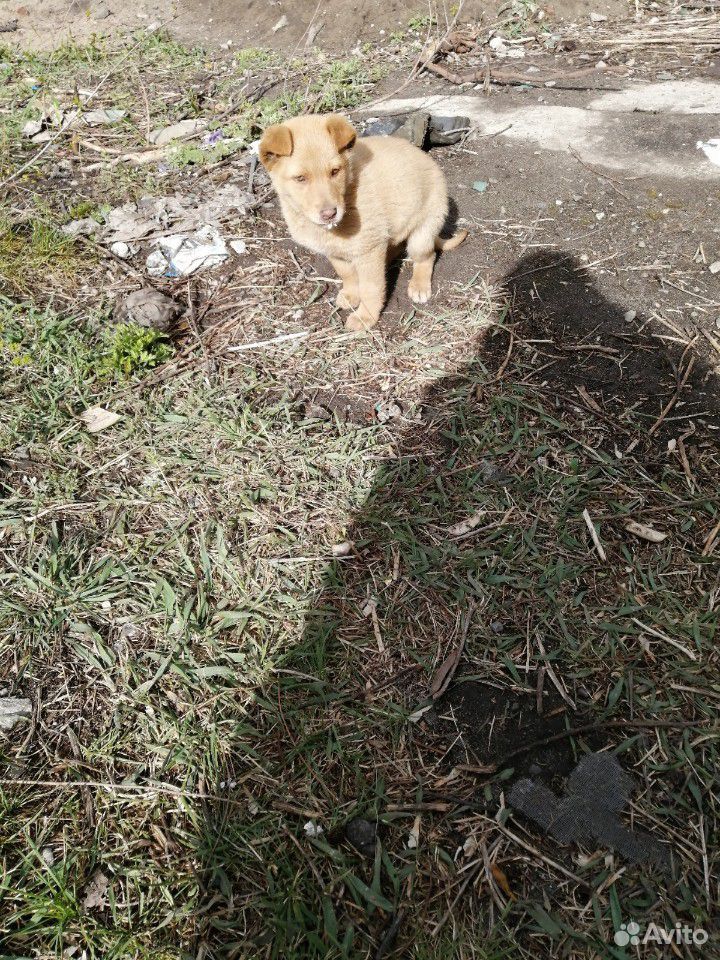 Отдам щенка в добрый руки