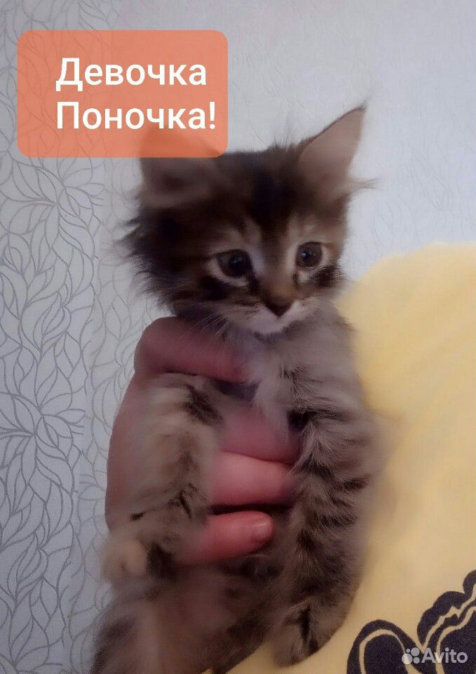 Детка - конфетка