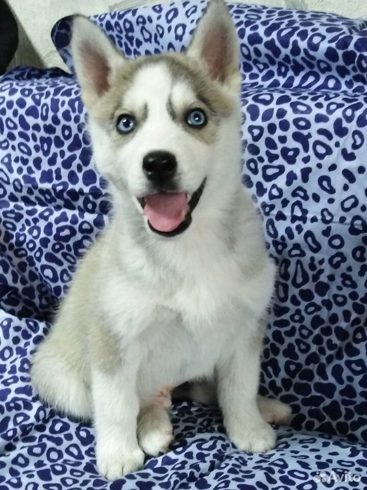 Сибирский хаски