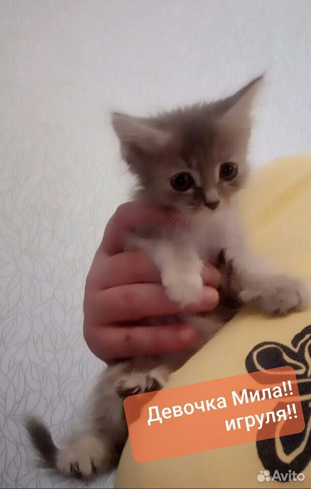 Куколка Миланья