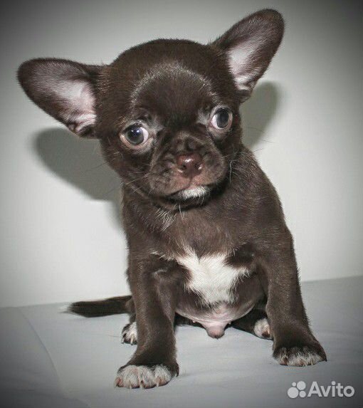 Щенок чихуахуа