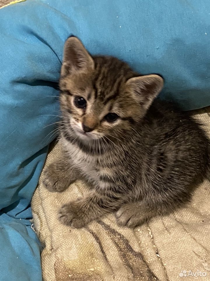 Бенгальские котята