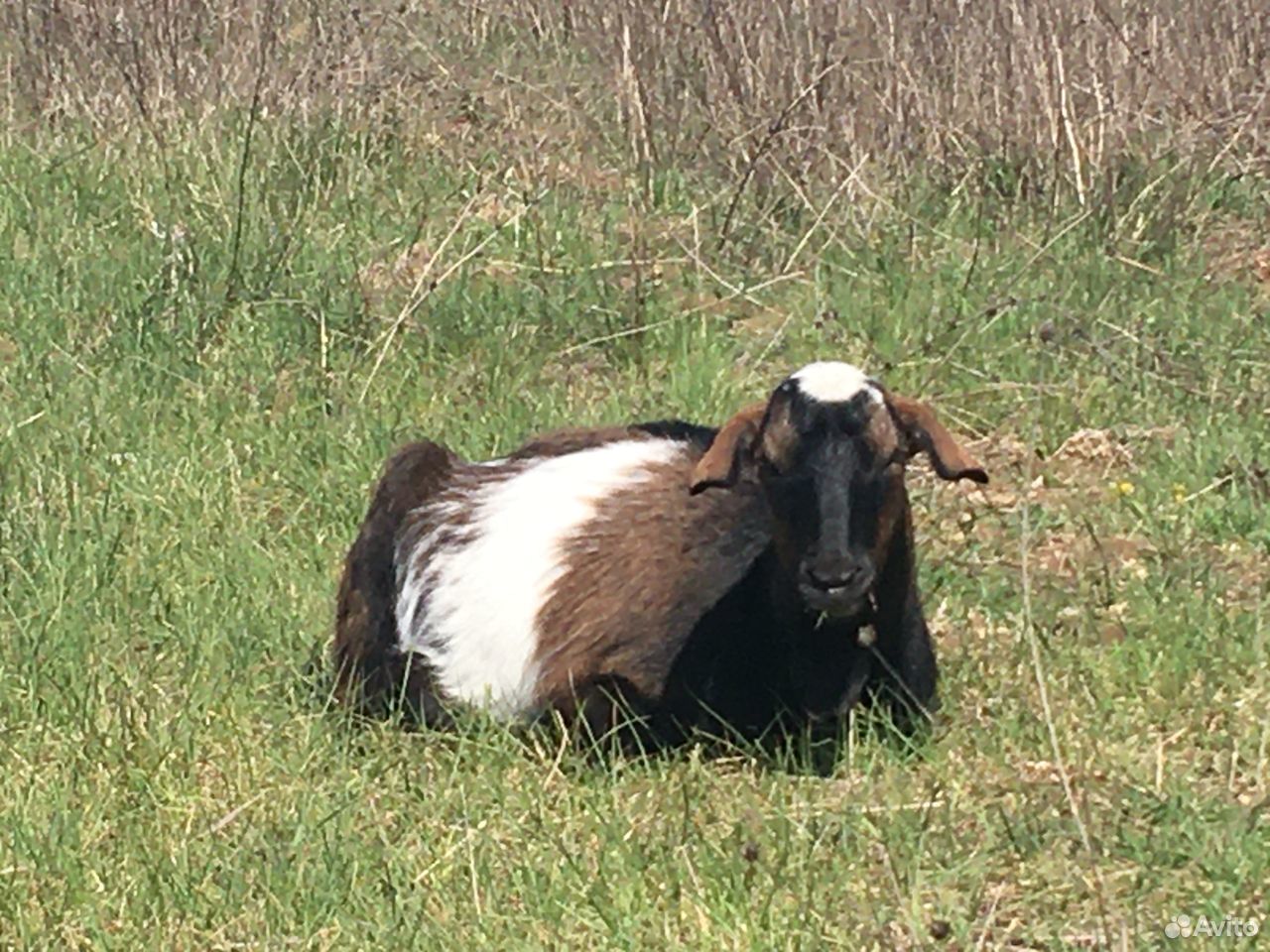 Козел нубийских кровей на погул