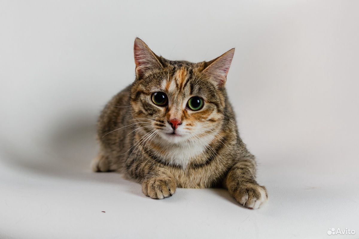 Кошка Алиса