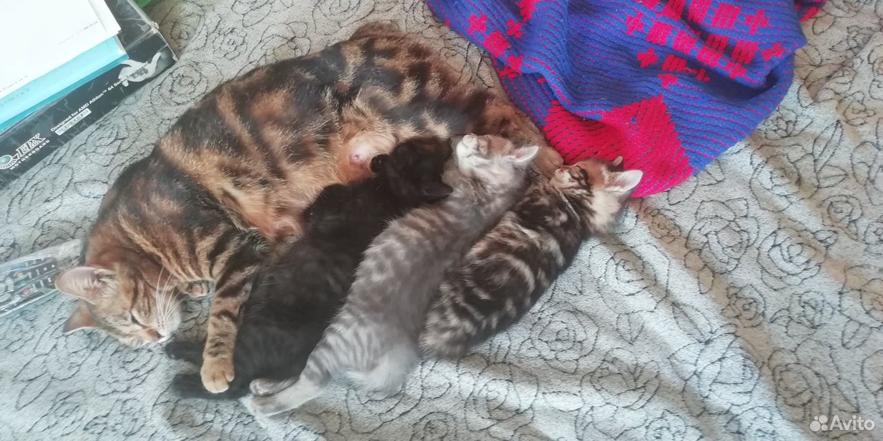 Котята от мамы кошки породы бобтейл