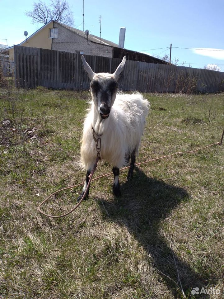 Продаю казу