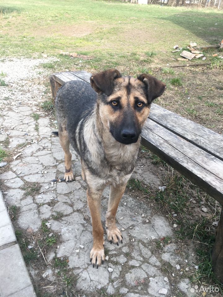 Щенок Кук в добрые руки