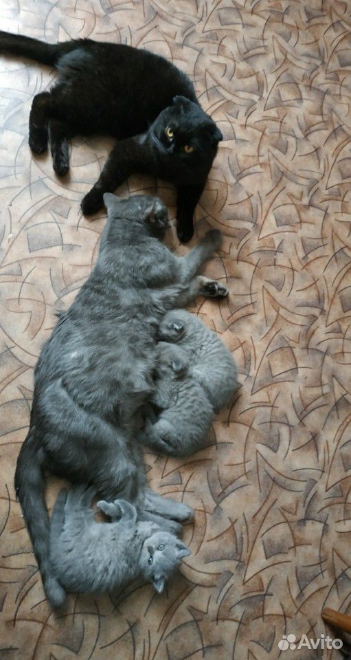 Британские котята