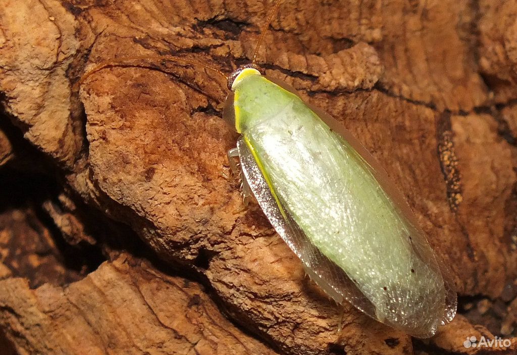 Тараканцы и улиточки