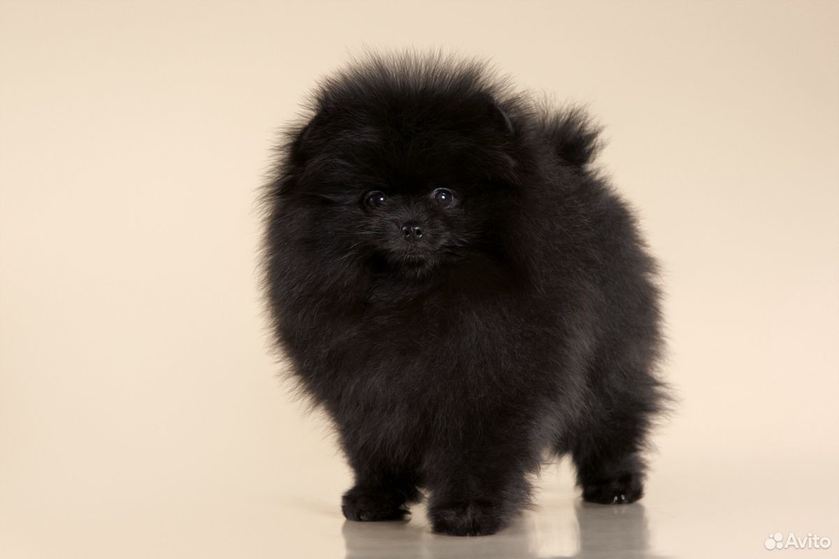 Щенок померанского шпица