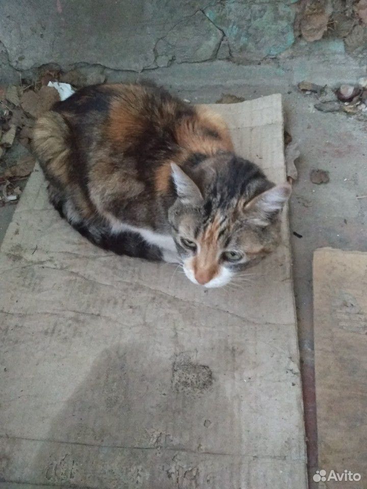 Кошка цветная подброшенная туда где травят