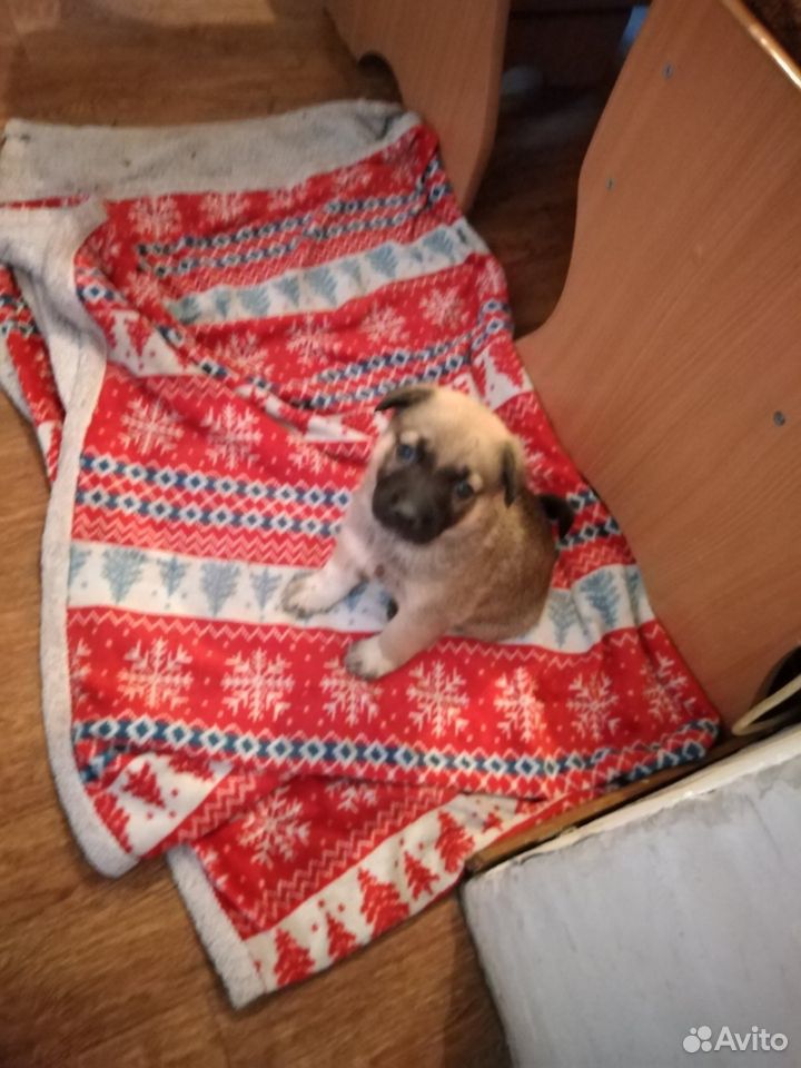 Отдам щенят, мальчики